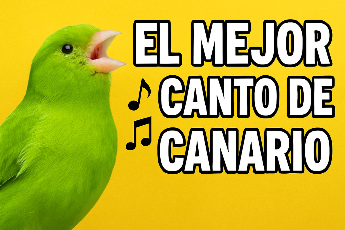 El Canario Cantando: Aprender sobre su Cante